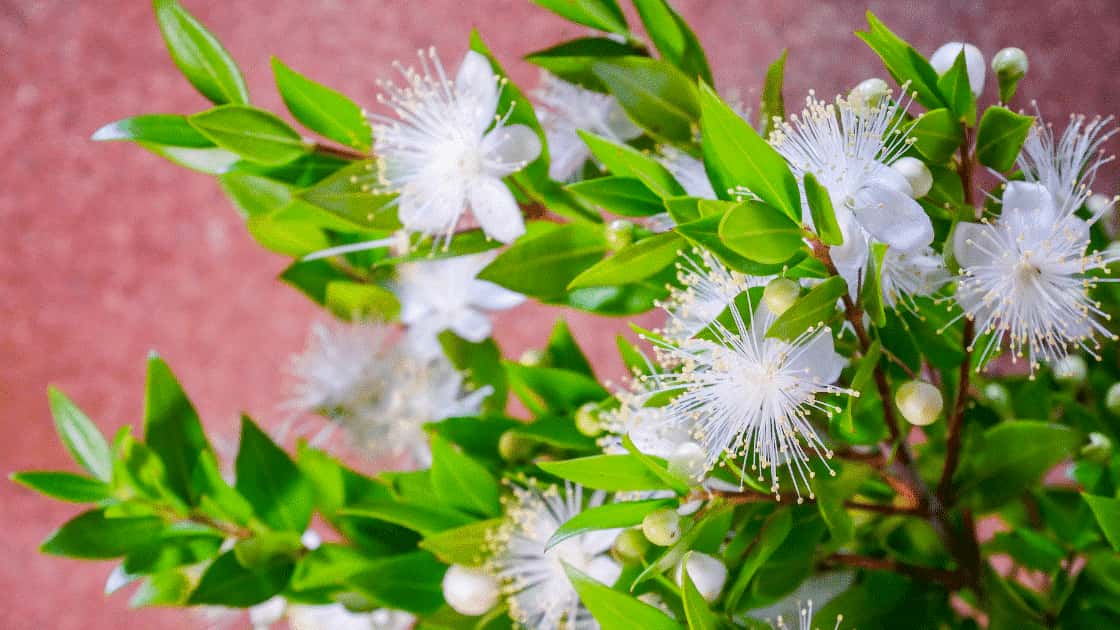 4 Reasons to Love Lemon Myrtle Essential Oil | EUCA